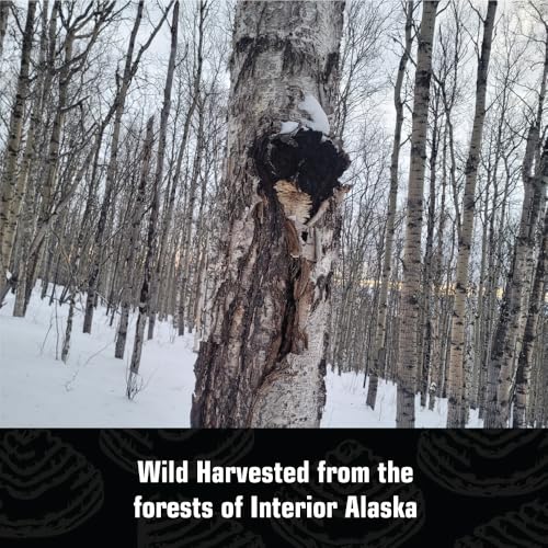 explore the benefits of Chaga mushrooms
