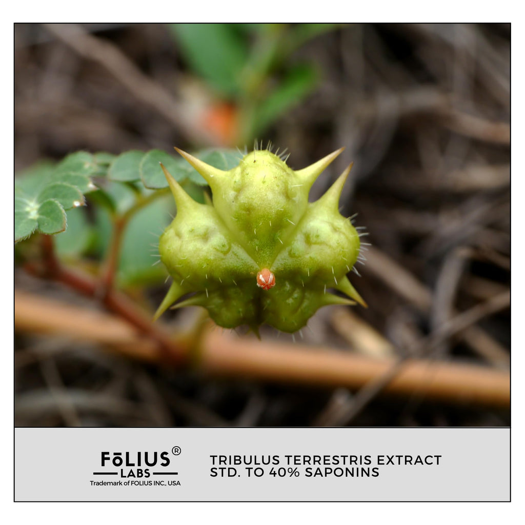 explore tribulus benefits for women