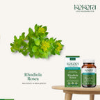 extra strength Rhodiola Rosea for energy boost