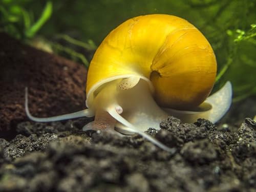 extra thick shells for aquatic health