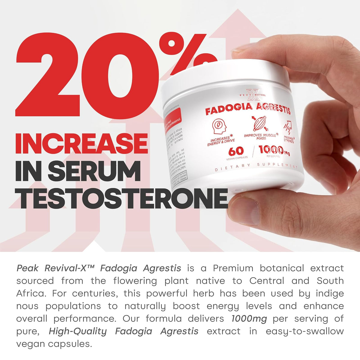 Fadogia Agrestis testosterone enhancer