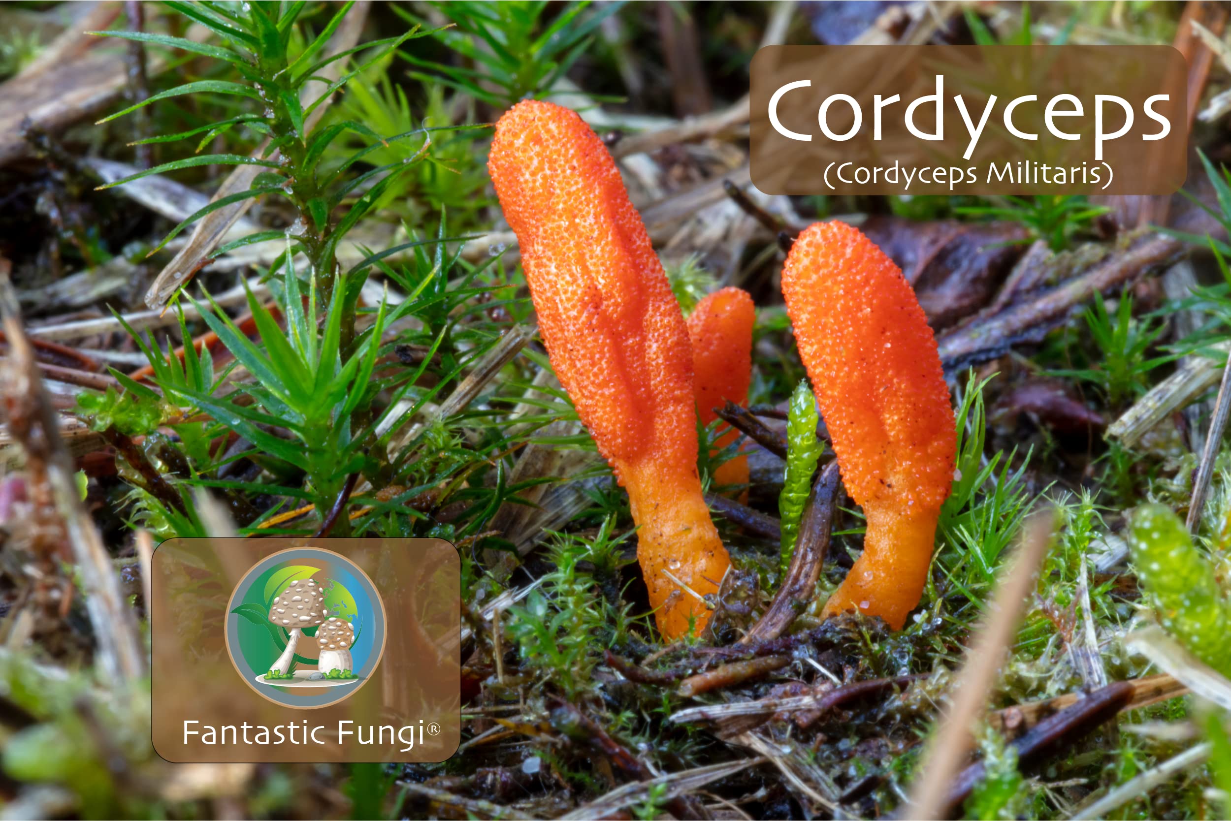 fantastic fungi cordyceps for wellness