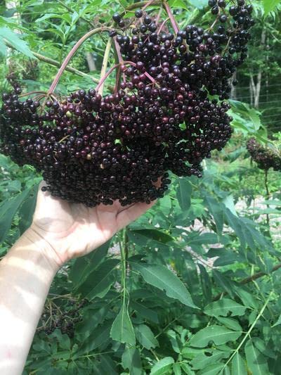 FAT STONE FARM elderberry syrup quality