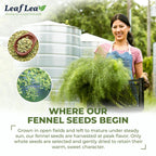 fennel seed tea for relaxation