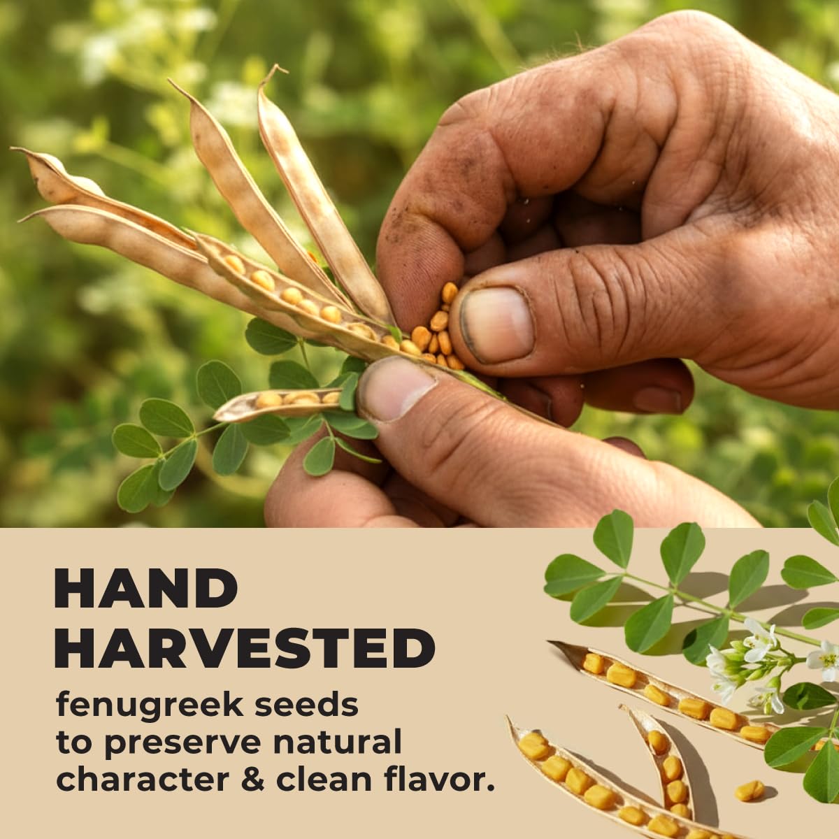 Fenugreek tea bags for healthy lifestyle