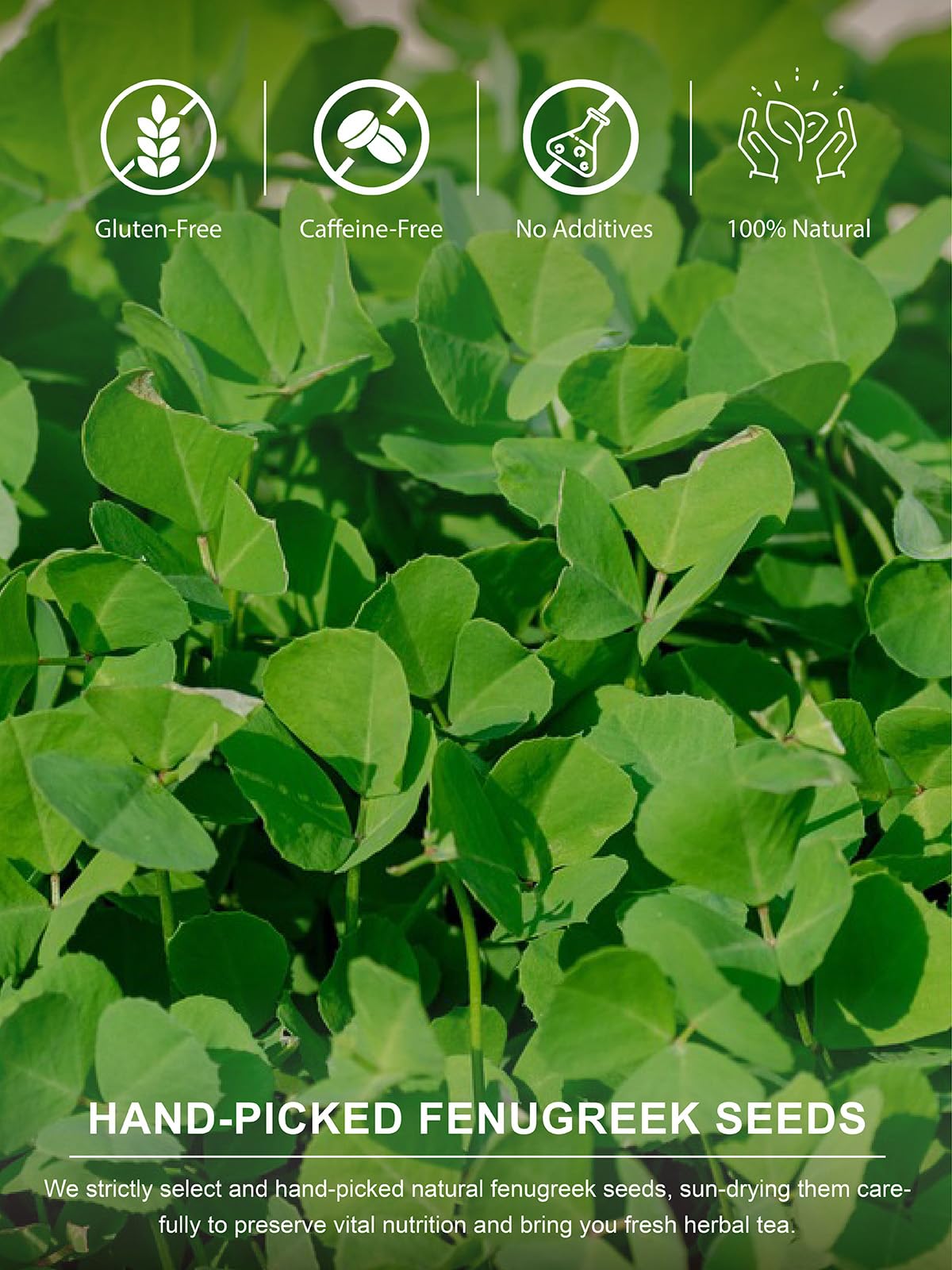 Fenugreek tea for healthy metabolism