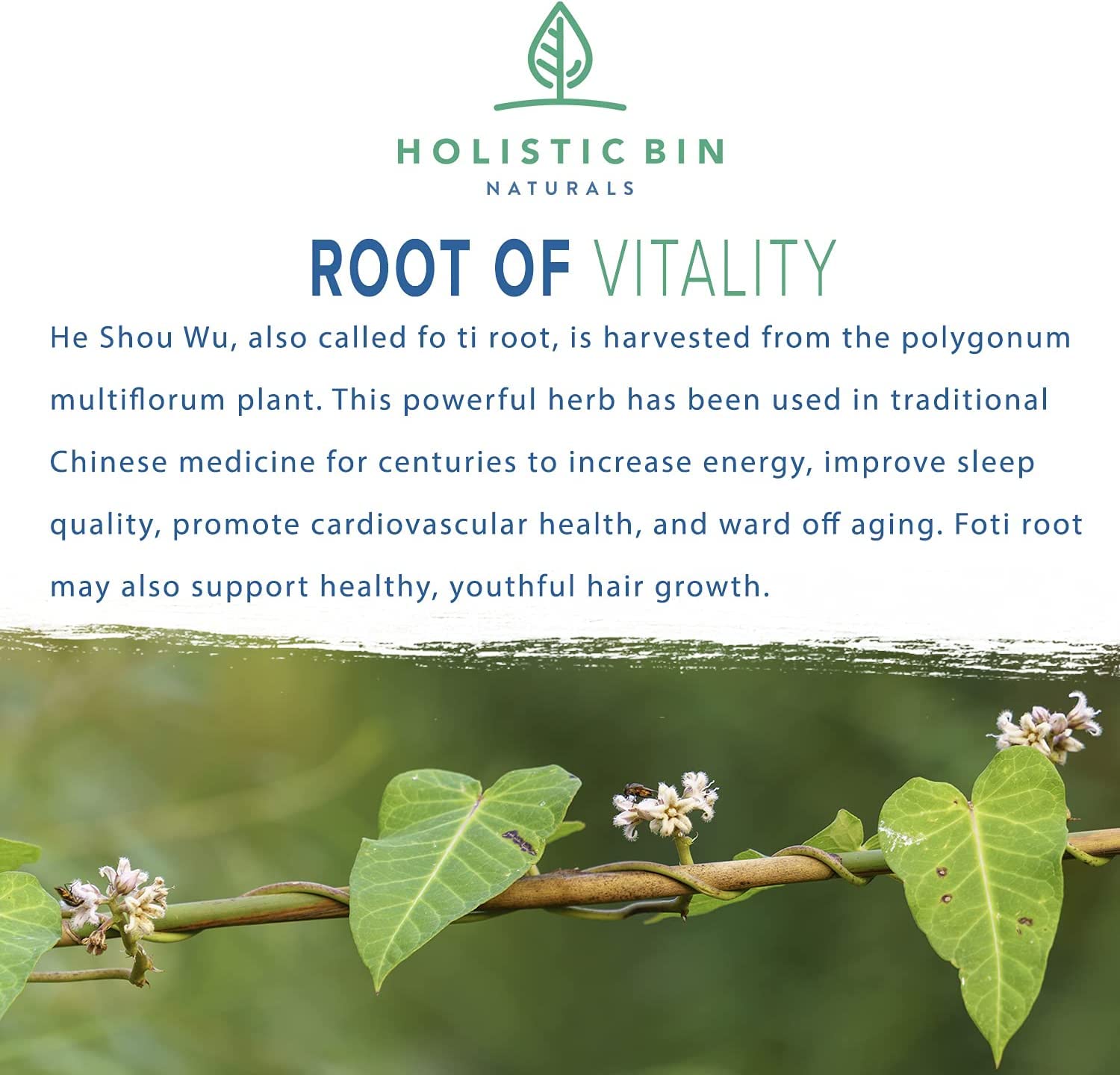 Fermented He Shou Wu benefits