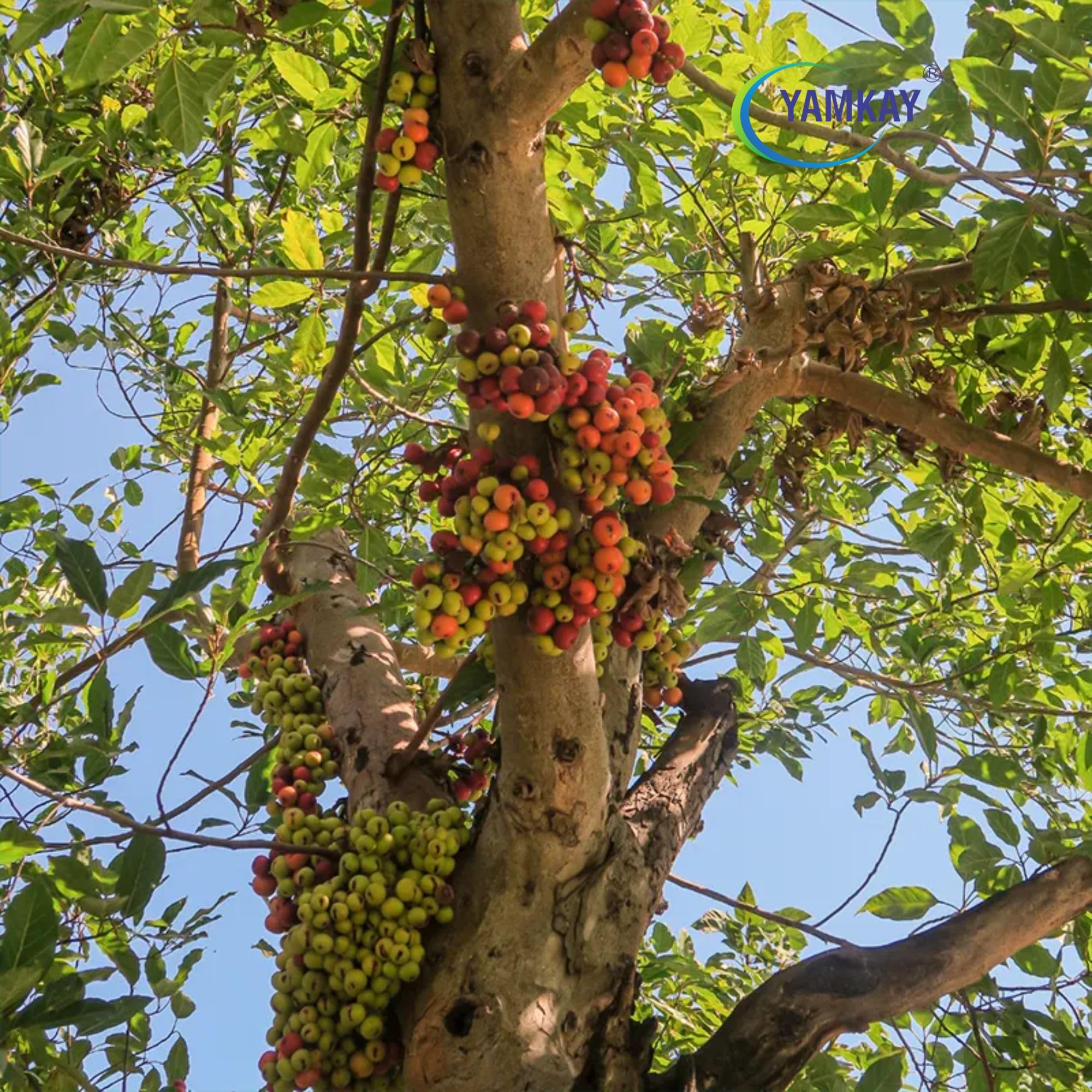 Ficus Carica for overall health