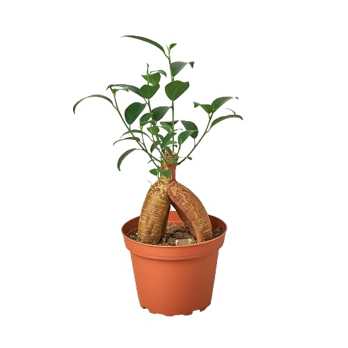 Ficus Ginseng live plant for indoors