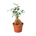Ficus Ginseng live plant for indoors