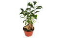 Ficus Microcarpa Ginseng indoor plant