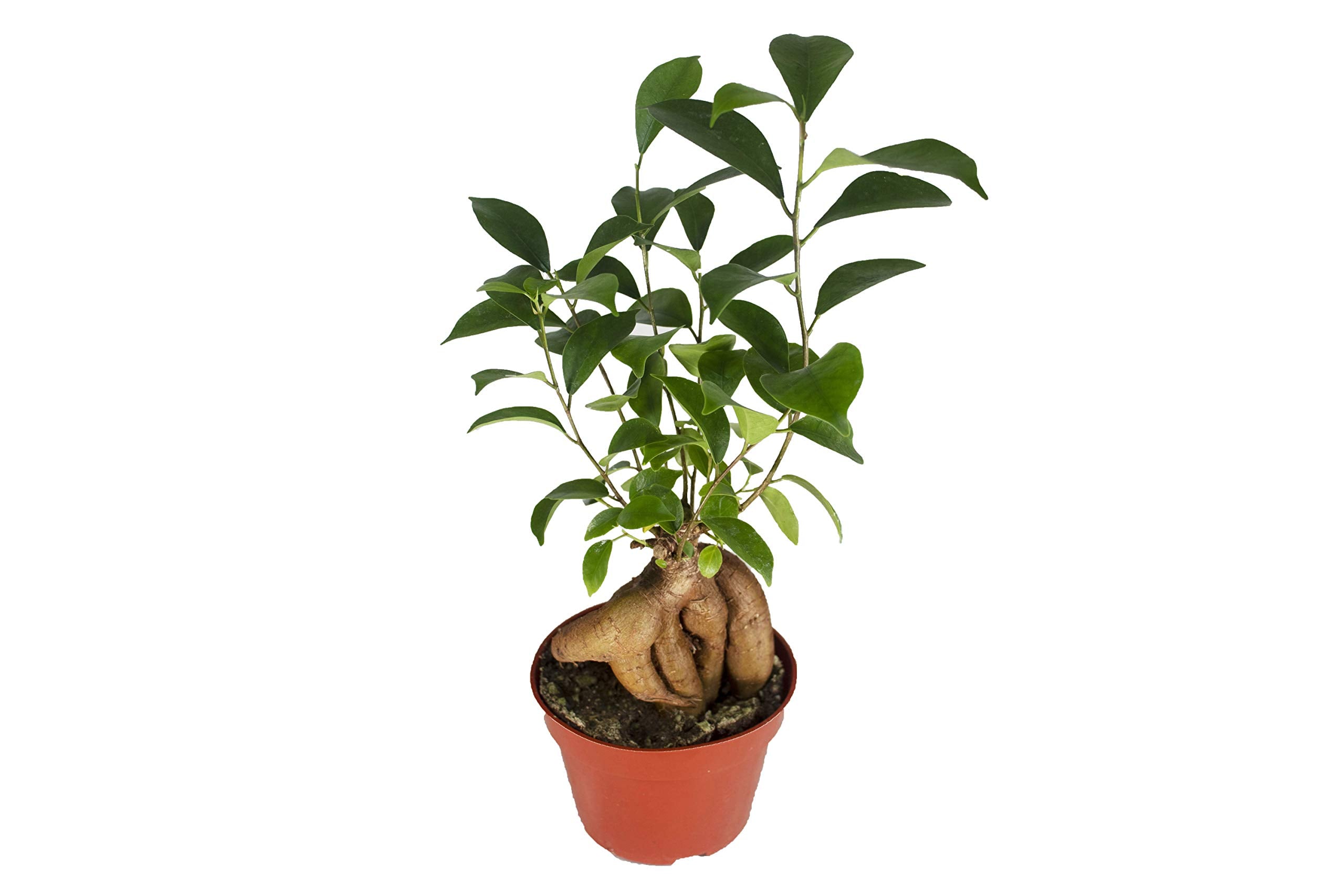 Ficus Microcarpa Ginseng indoor plant