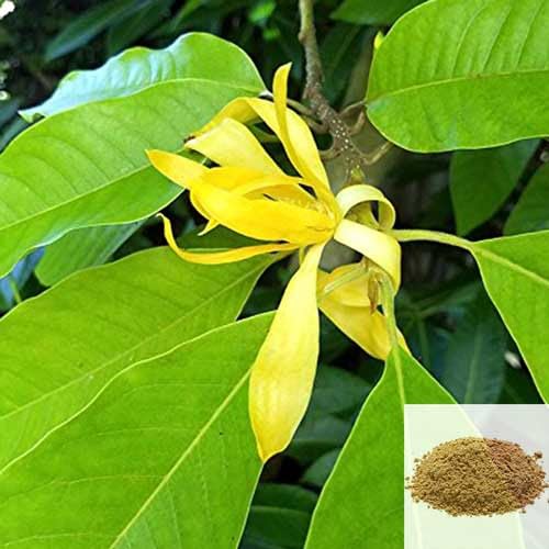finely ground ashwagandha for health