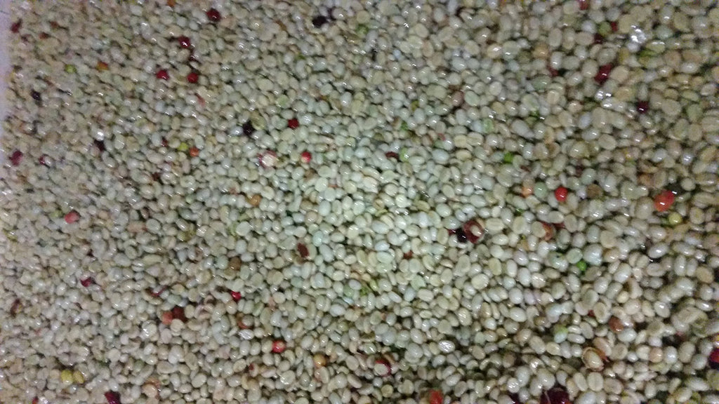 flavorful Arabica green coffee beans