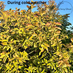 flavorful guava leaves for tea