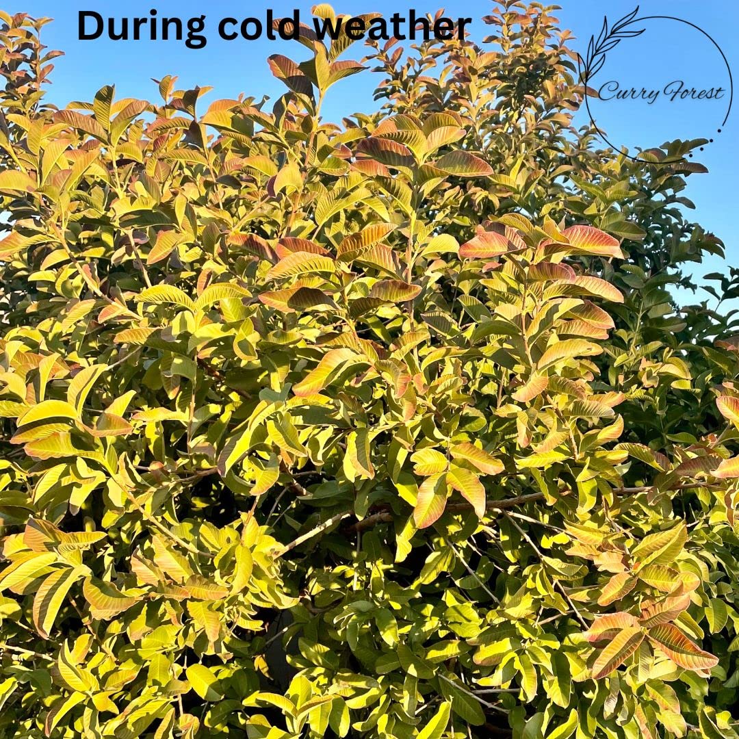 flavorful guava leaves for tea