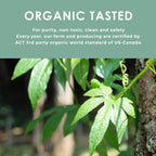 flavourful herbal tea experience