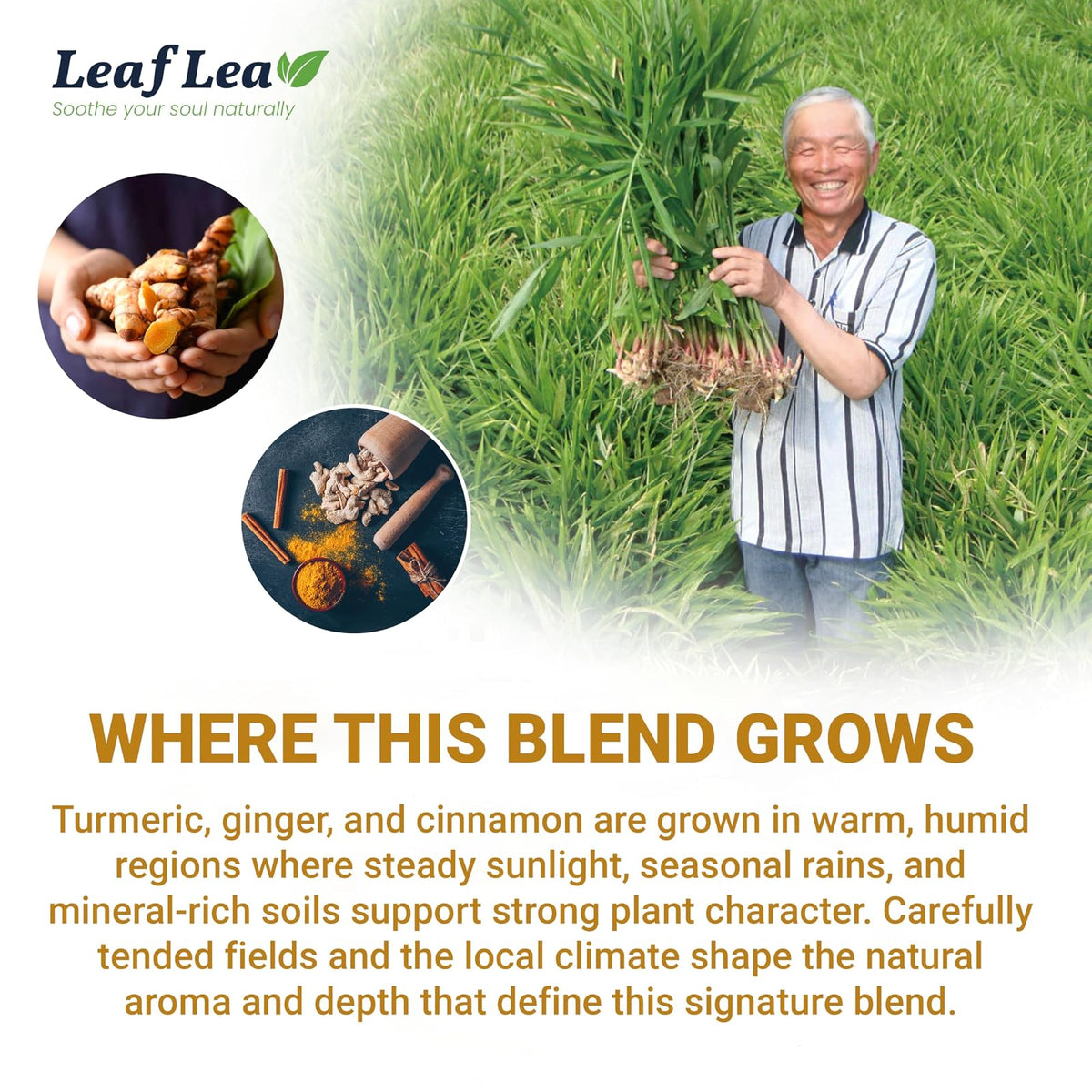 flavourful herbal tea for everyday use