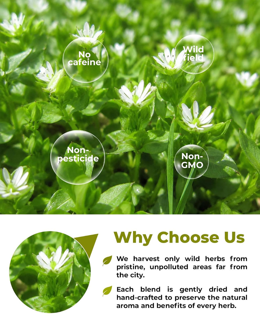 flavourful herbal tea for wellness