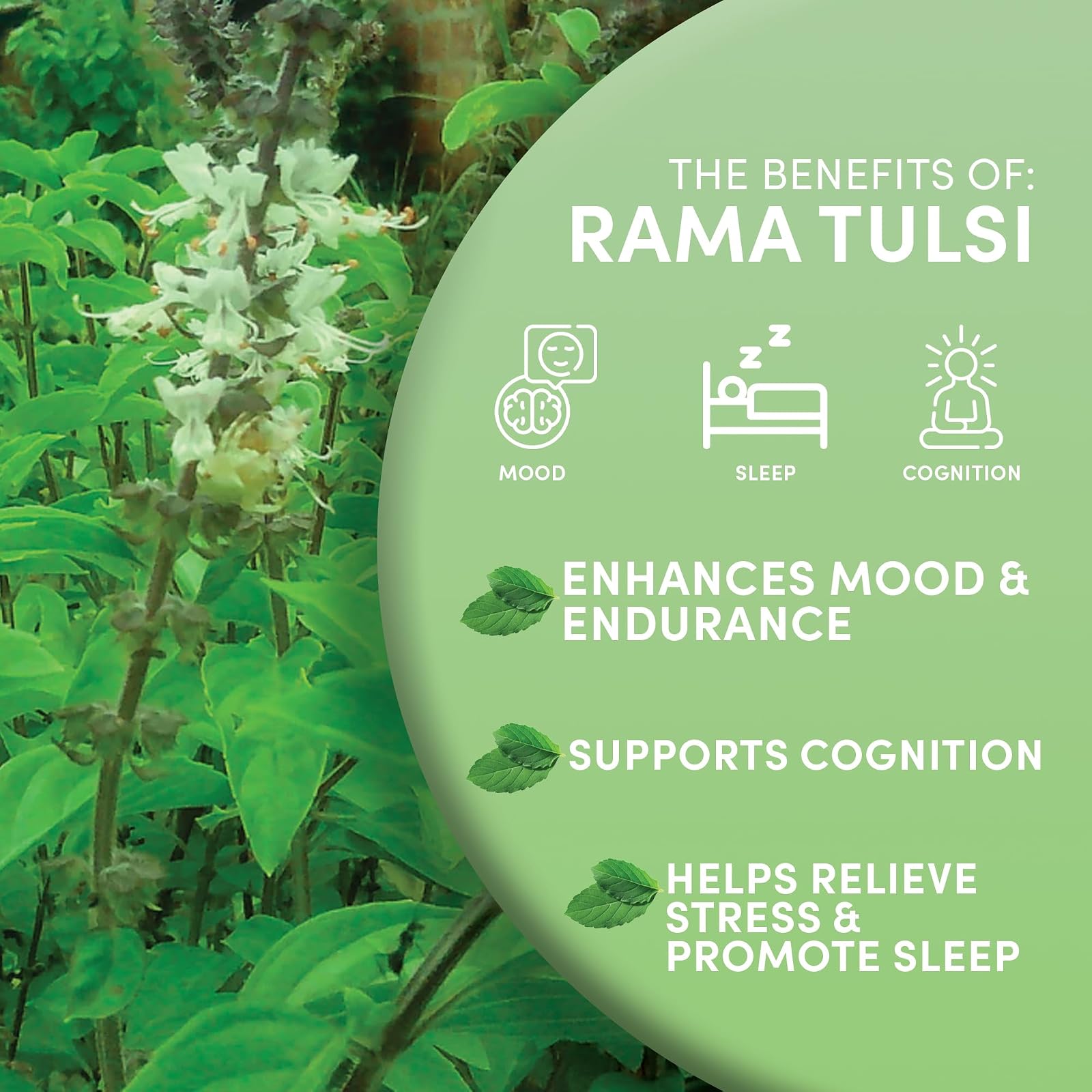 flavourful holy basil herbal infusion
