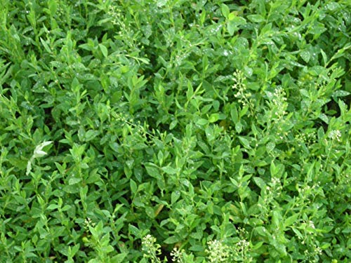 flavourful knotgrass herbal infusion