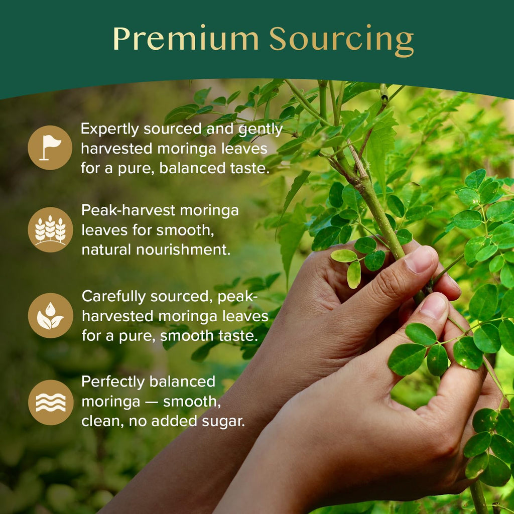 flavourful Moringa tea for health