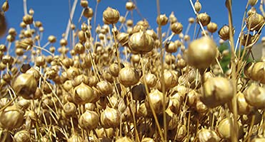 flaxseed health benefits explained