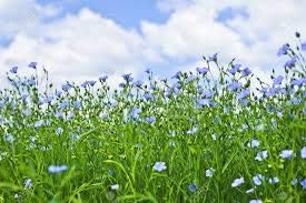 flaxseed oil near me