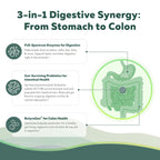 Flora digestive enzymes support digestive comfort