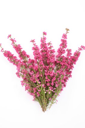 floral herbal detox tea blend