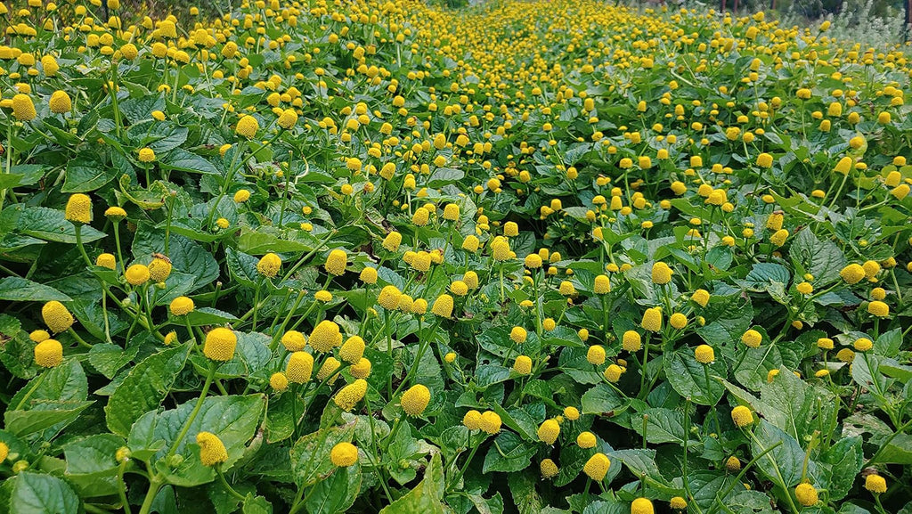 Floral infusion for chamomile tea lovers
