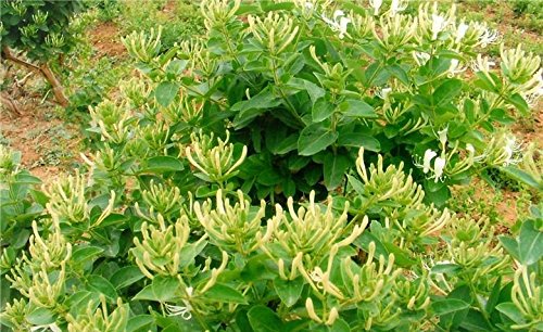 Floral infusion with honeysuckle buds