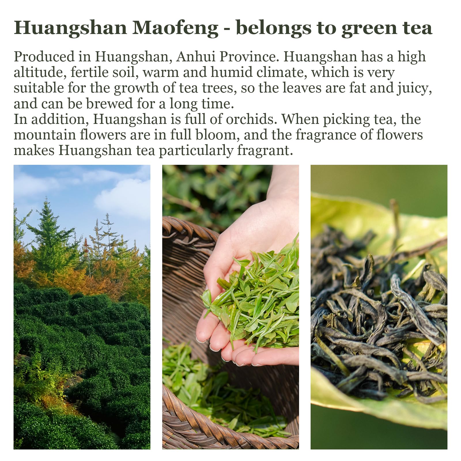 floral jasmine green tea experience