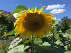 floral tea blends with sunflower