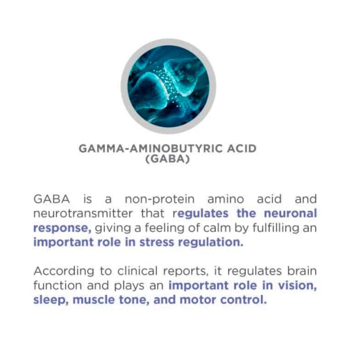 focus and memory support capsules