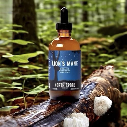 Focus-enhancing herbal mushroom extract