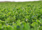 food grade alfalfa powder for supplements