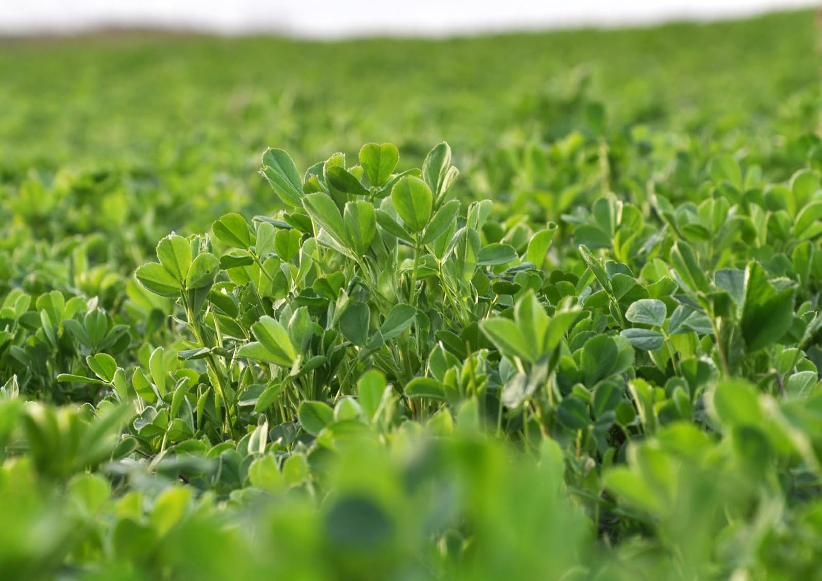 food grade alfalfa powder for supplements