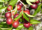 food to live camu camu uses