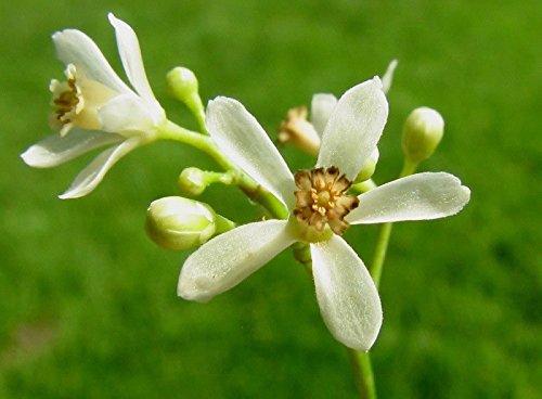 Foodherbs neem for digestive support