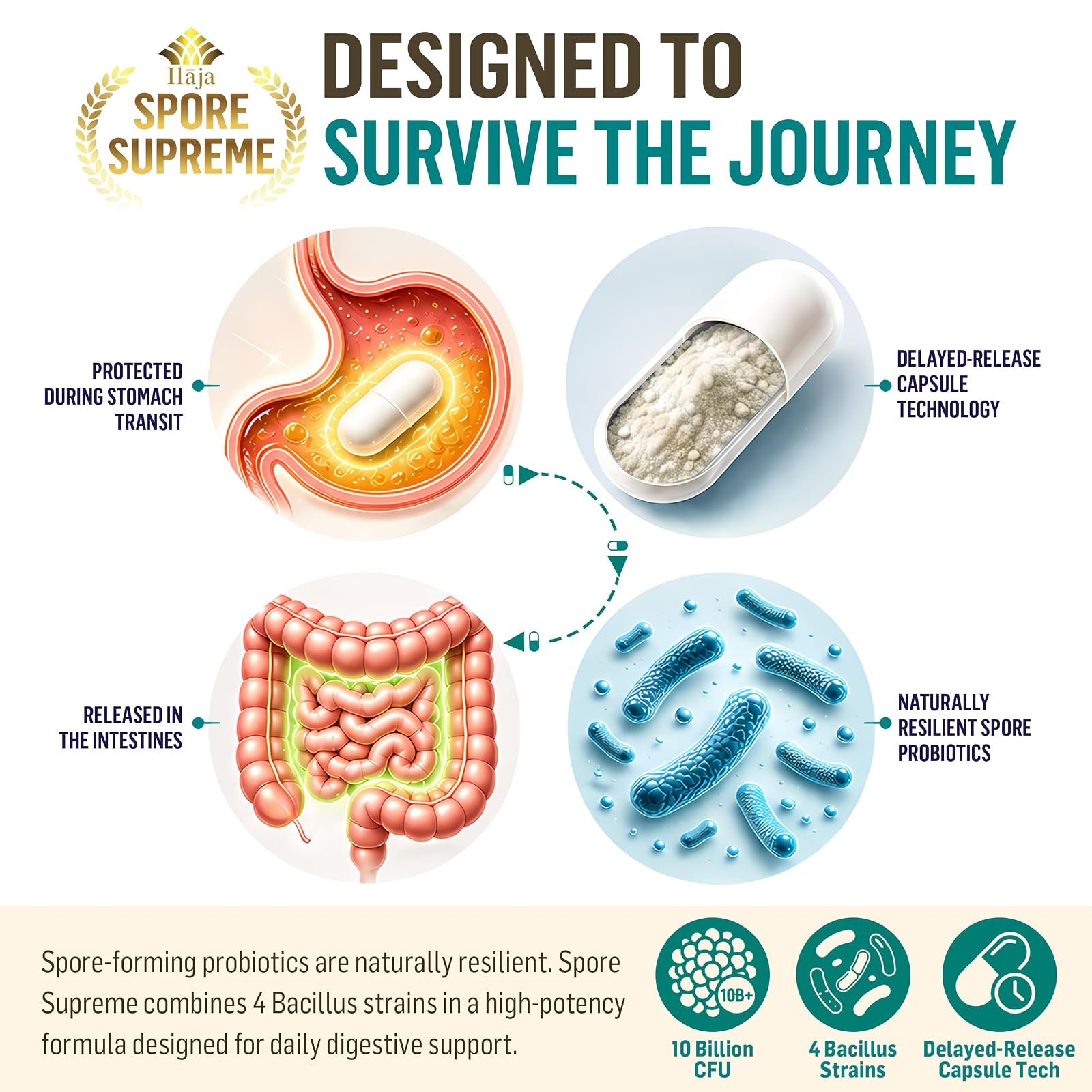 four strains of probiotics benefits