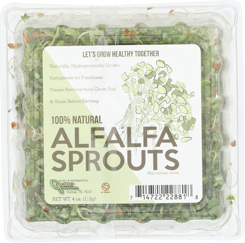 fresh alfalfa sprouts for salads
