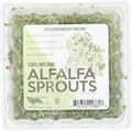 fresh alfalfa sprouts for salads