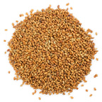 fresh alfalfa sprouts for salads