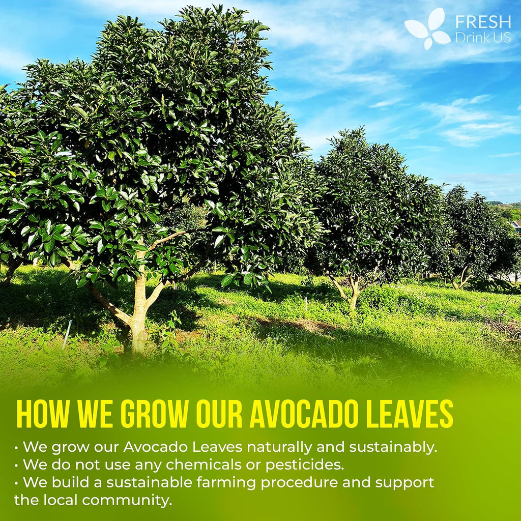 fresh avocado leaf tea bags