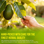 fresh avocado leaf tea for wellness