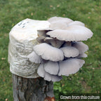 fresh Blue Oyster mushroom culture