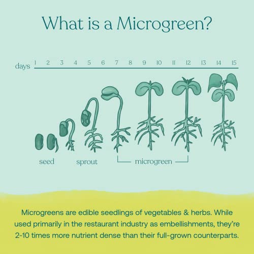 fresh broccoli microgreens for immunity