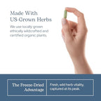 fresh broccoli sprouts for daily nutrition