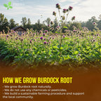 fresh burdock root tea for wellness
